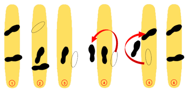 Longboard dancing : a closer look at stylish riding